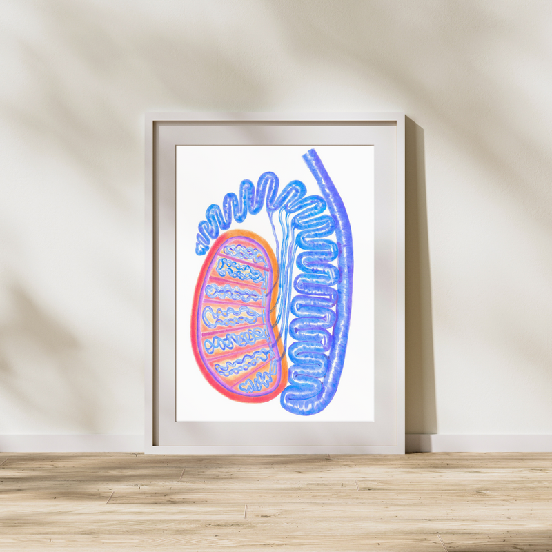 Testicle Anatomy Art Print - medpapers