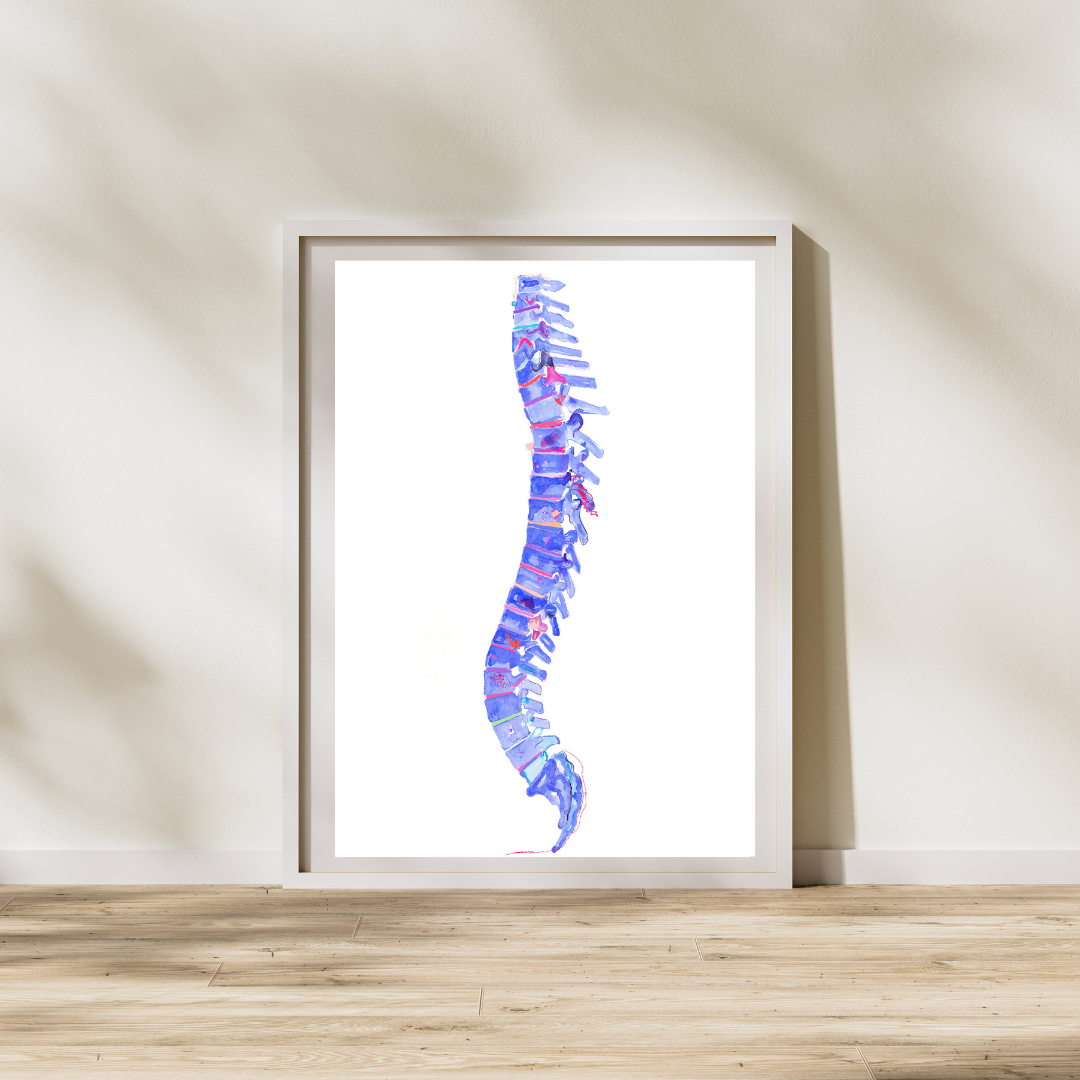 Human Anatomy Spine Abstract Anatomy Art Print, Chiropractic and Physi ...