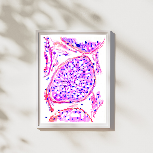 Testis Histology Watercolor Art - medpapers