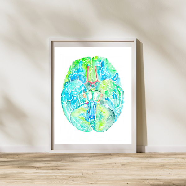 Brain Anatomy Watercolor Painting - medpapers