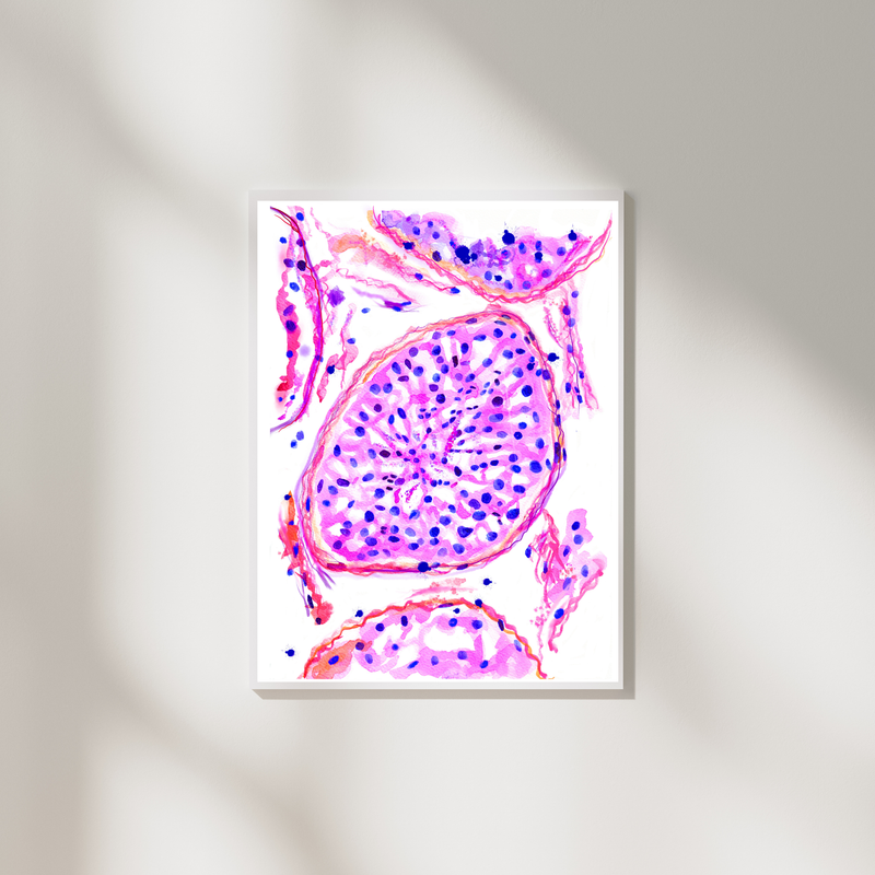 Testis Histology Watercolor Art Medpapers