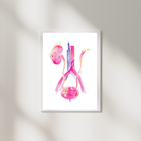 Bladder Anatomy Art Print, Urology Art Print, Nephrology Art Print ...
