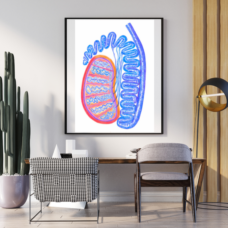 Testicle Anatomy Art Print - medpapers