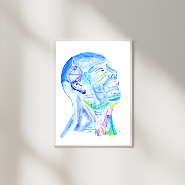 Head and Neck Anatomy Art Print - medpapers