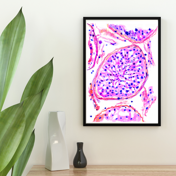 Testis Histology Watercolor Art Medpapers