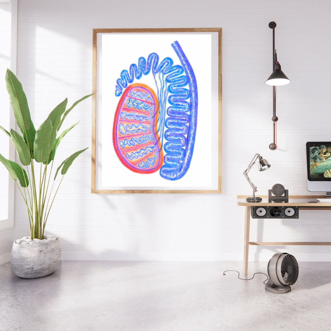 Testicle Anatomy Art Print - medpapers