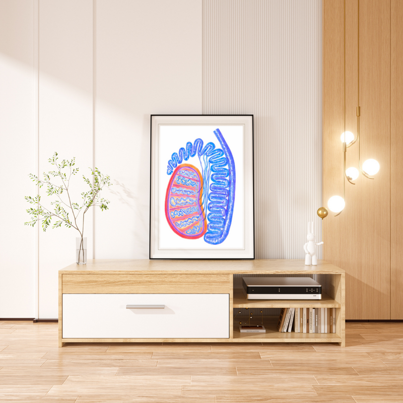 Testicle Anatomy Art Print - medpapers