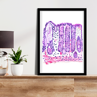 Colon Histology Art Print - medpapers