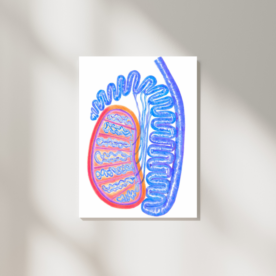 Testicle Anatomy Art Print - medpapers