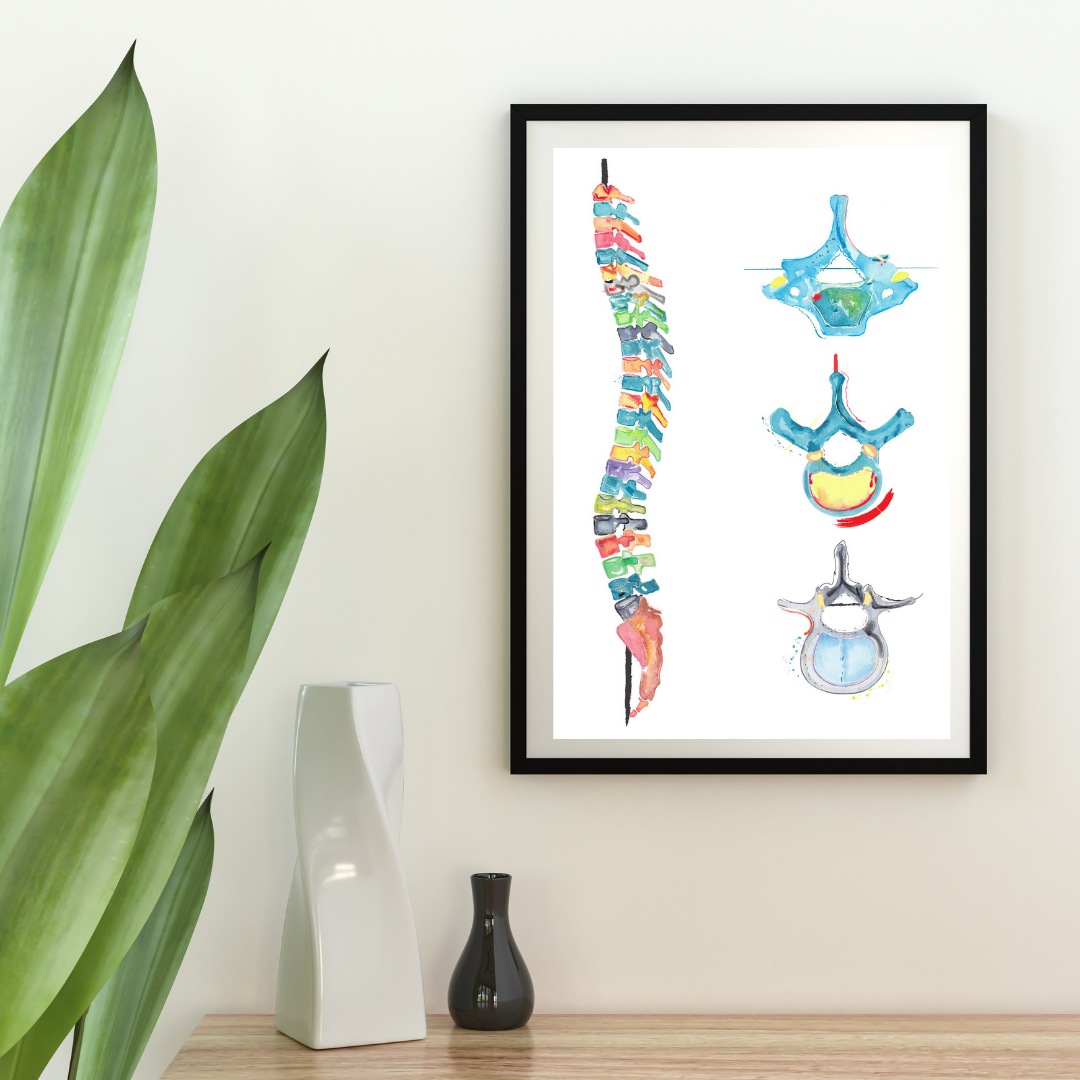 Spine And Vertebrae Abstract Anatomy Artwork - medpapers