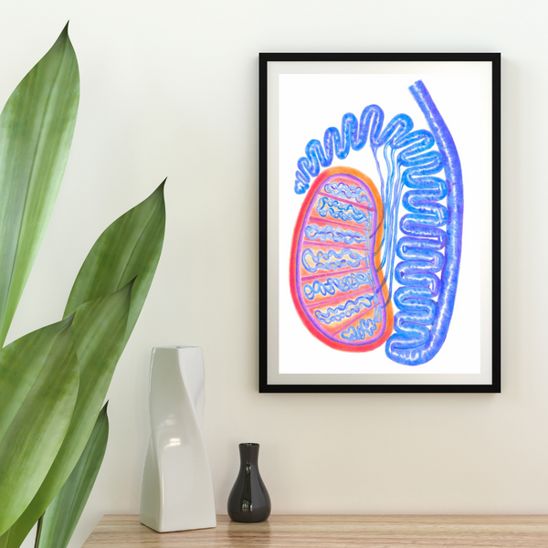 Testicle Anatomy Art Print - medpapers