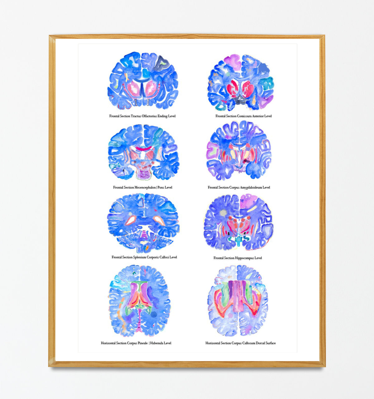 Brain Sections Anatomy Art Print - medpapers