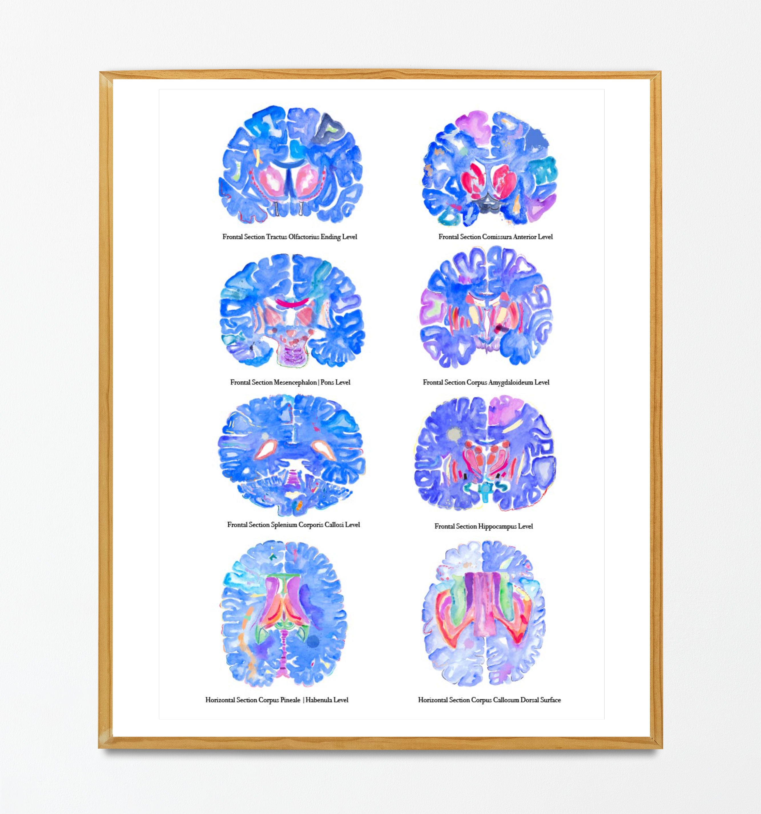 Brain Sections Anatomy Art Print - medpapers