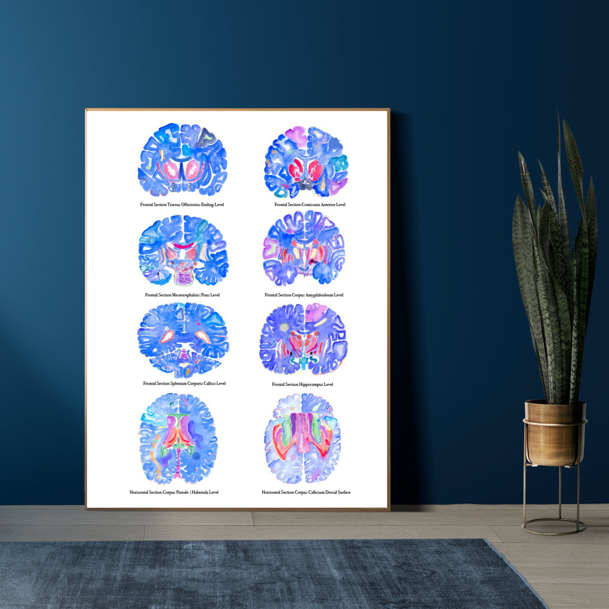 Brain Sections Anatomy Art Print - medpapers