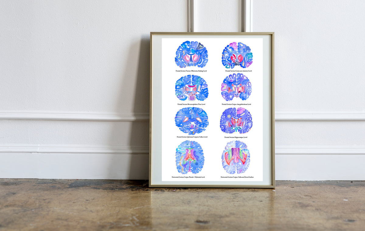 Brain Sections Anatomy Art Print - medpapers