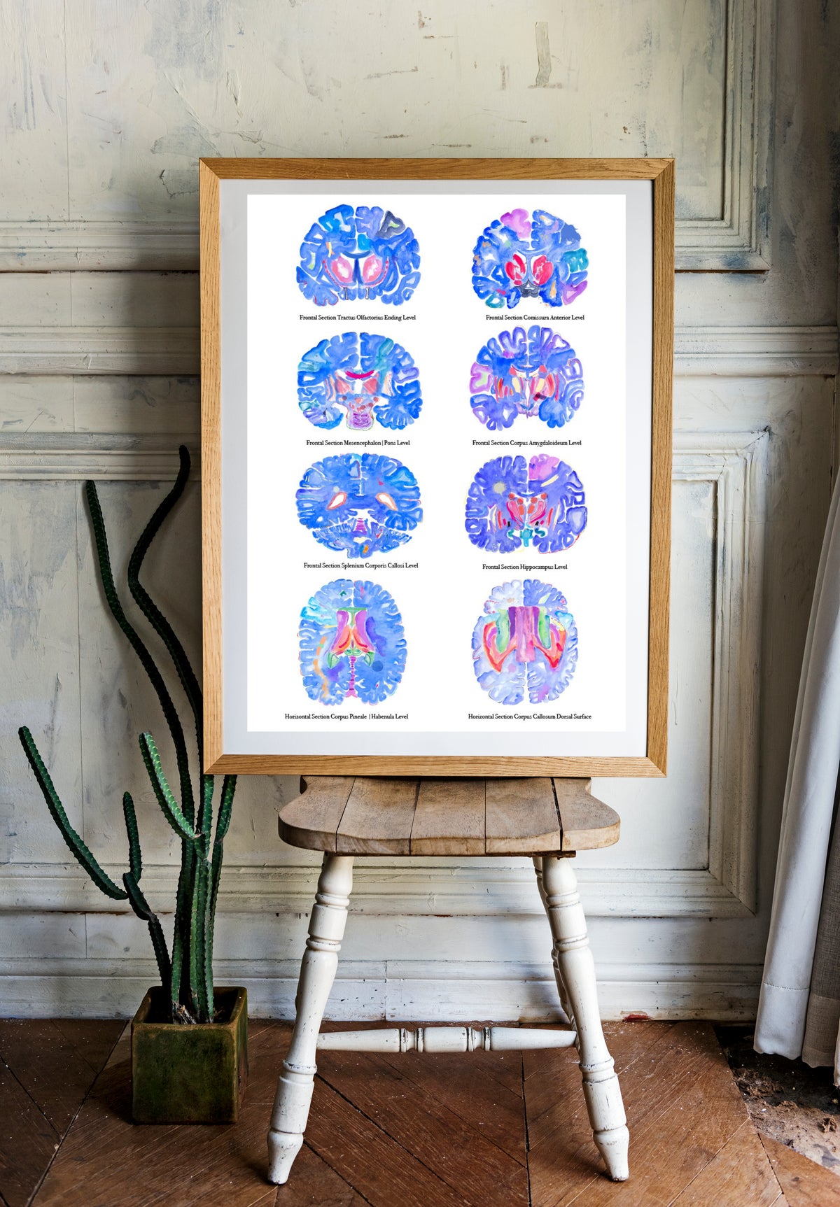 Brain Sections Anatomy Art Print - medpapers