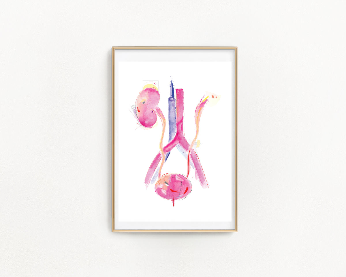 Bladder Anatomy Art Print, Urology Art Print, Nephrology Art Print ...