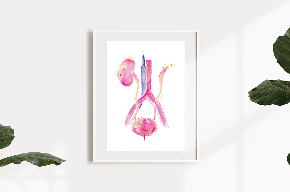 Bladder Anatomy Art Print, Urology Art Print, Nephrology Art Print ...