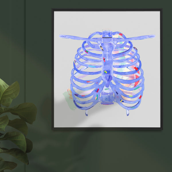 Rib cage Anatomy Artwork, Physical Therapy, Osteopathy, Chiropractic A ...